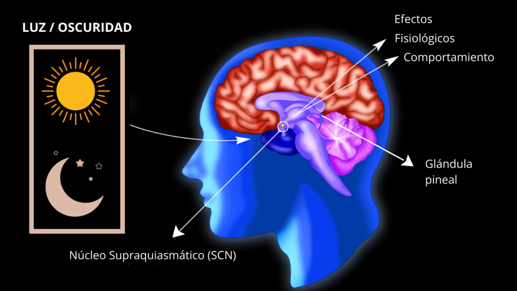 Qué son los ritmos circadianos y cómo influyen en nuestra salud mental